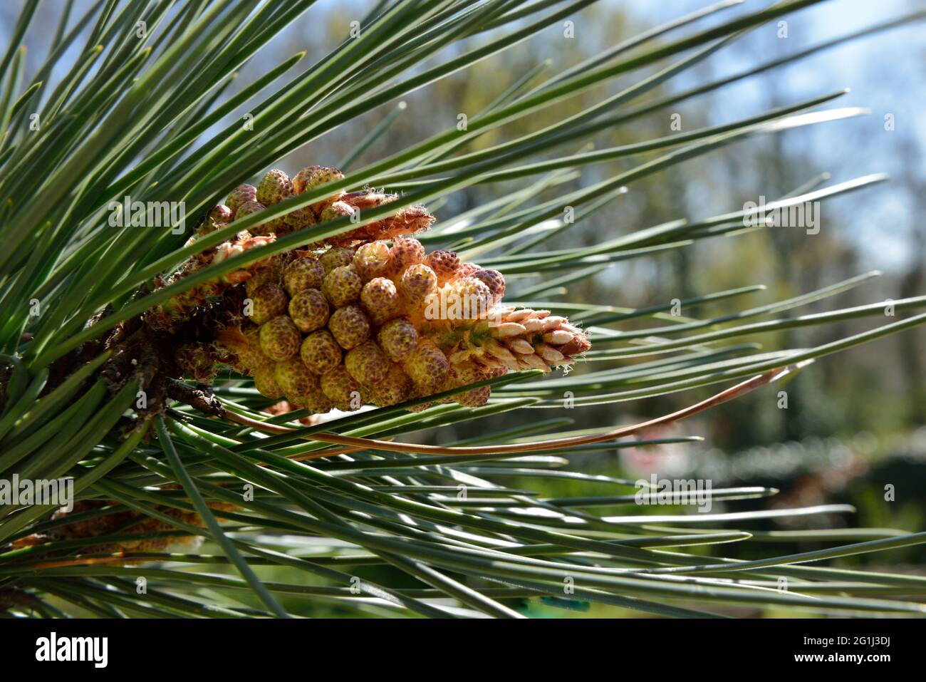 Maritime pine flower Stock Photo - Alamy