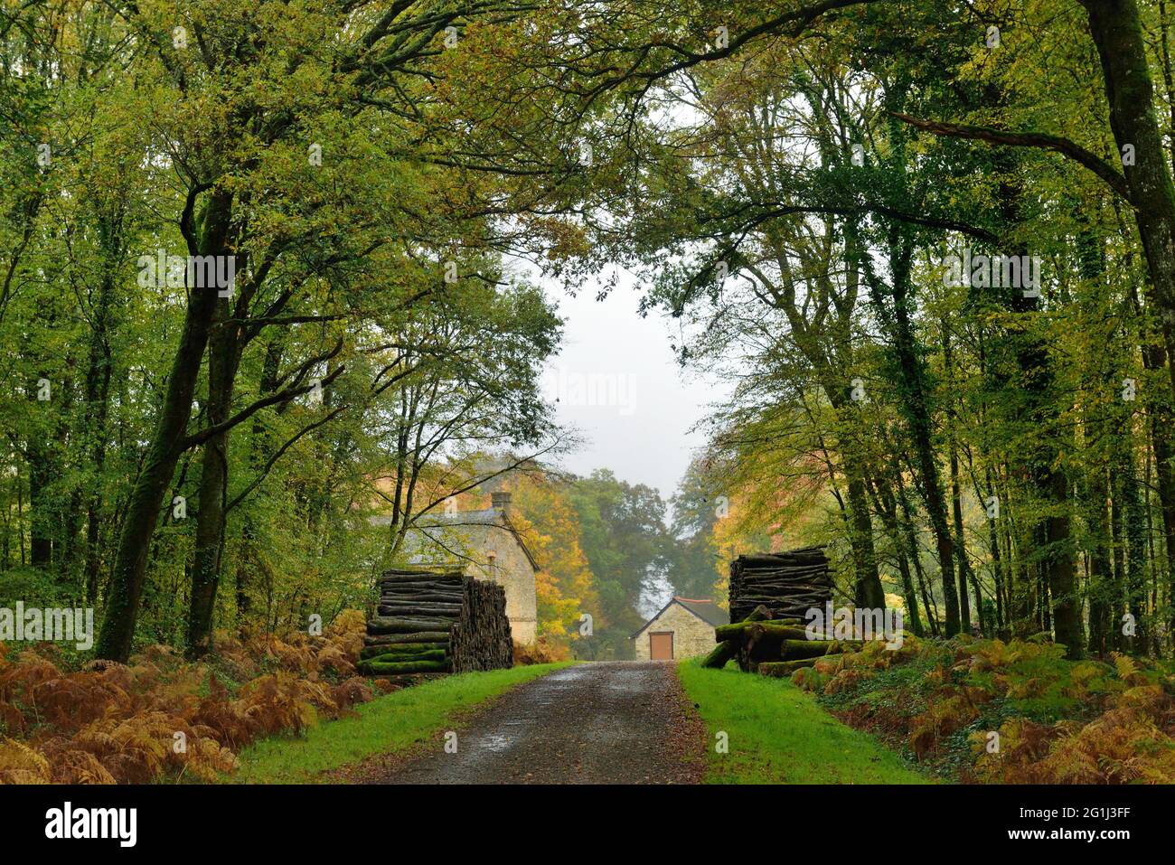 Forest of Rennes (Brittany, north western France Stock Photo - Alamy