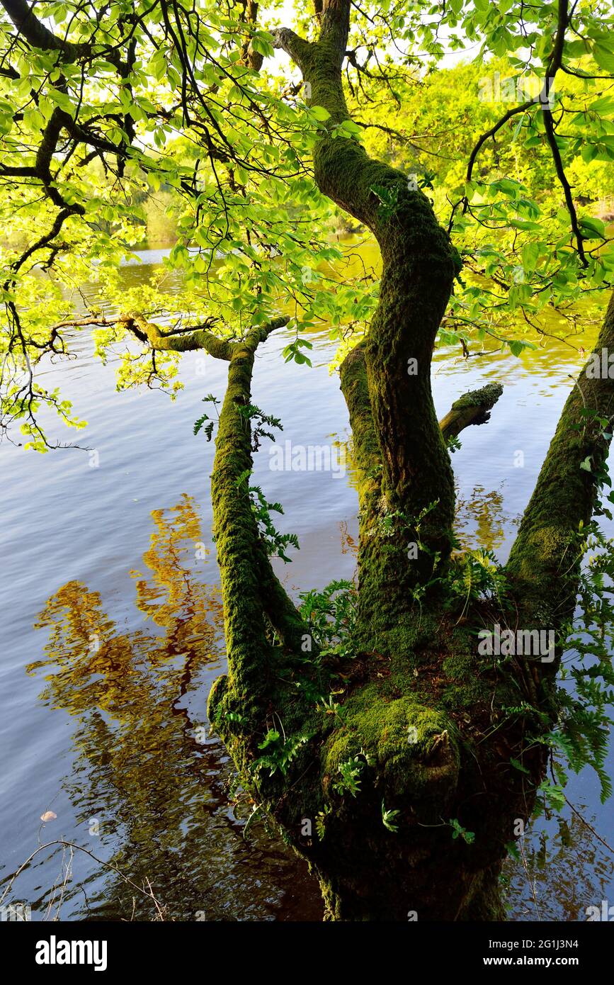 Loch river hi-res stock photography and images - Alamy