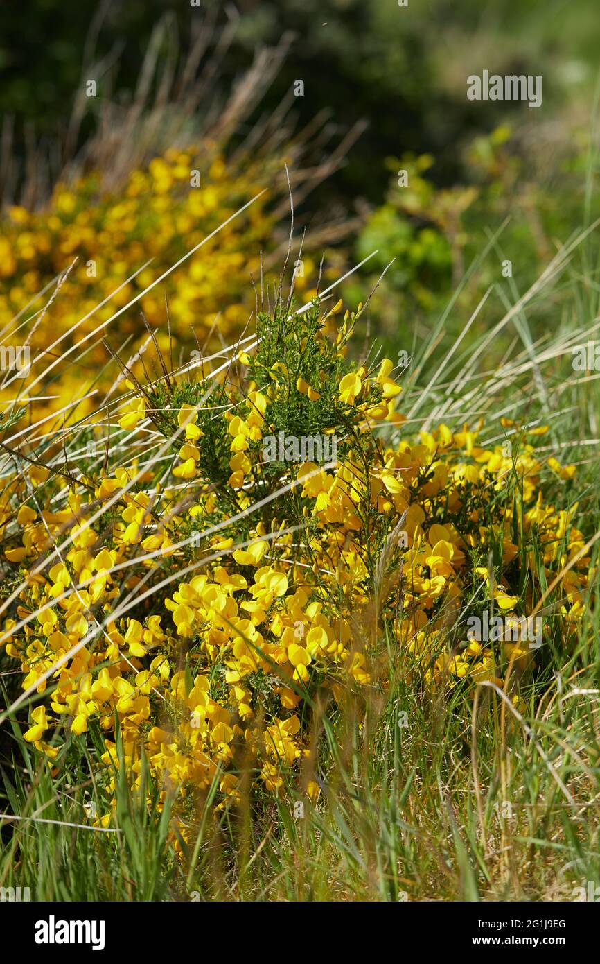field of small yellow flowers in denmark Stock Photo - Alamy