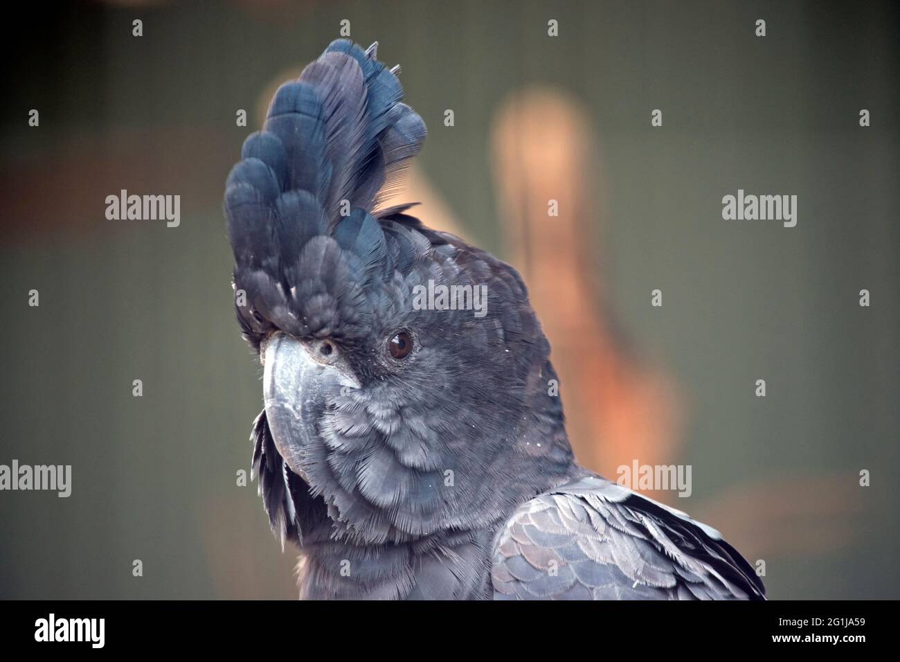 this is a side view of a red tailed black Cockatoo with his head ...