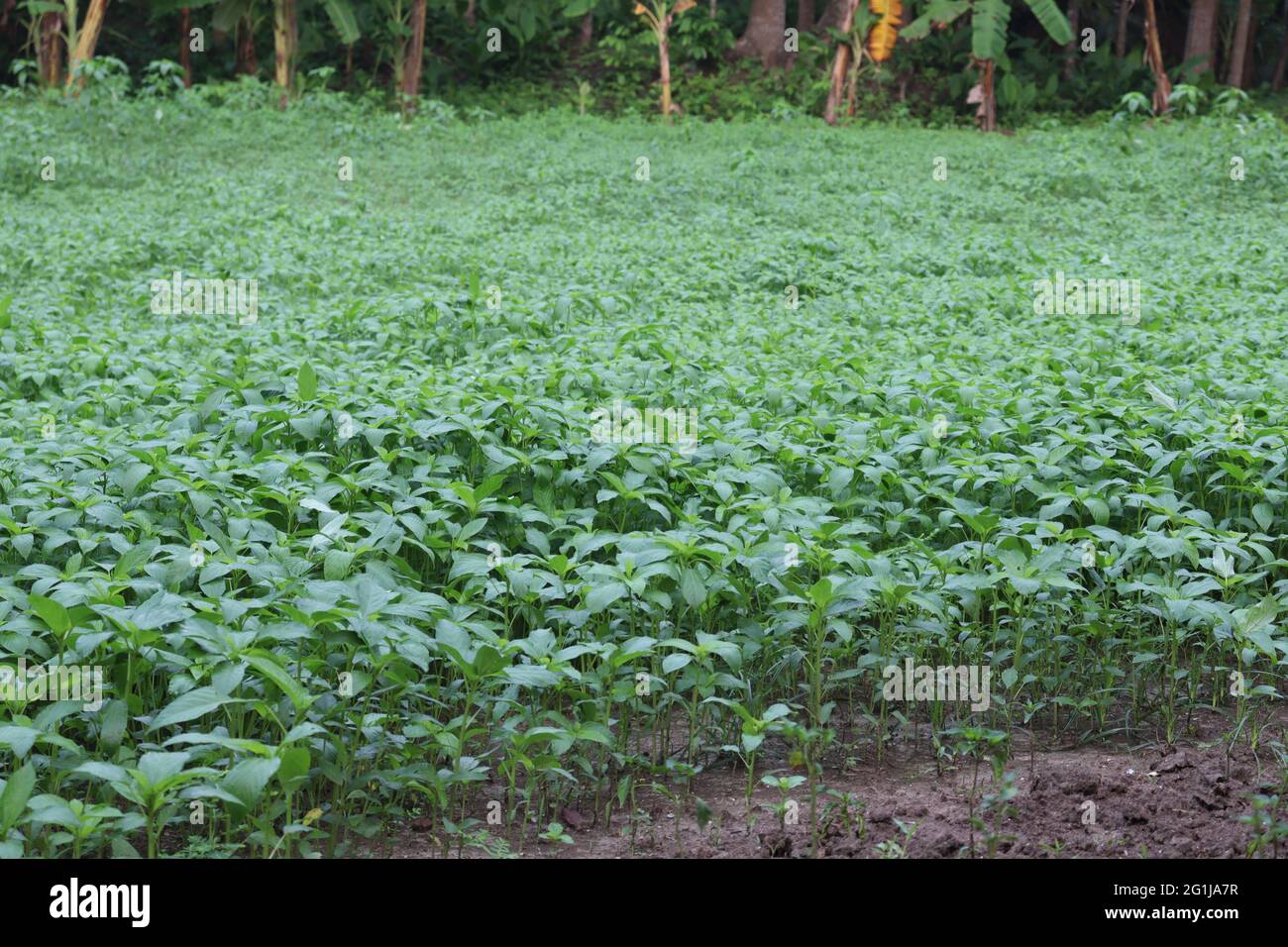 green colored jute farm on field for harvest and sell Stock Photo - Alamy