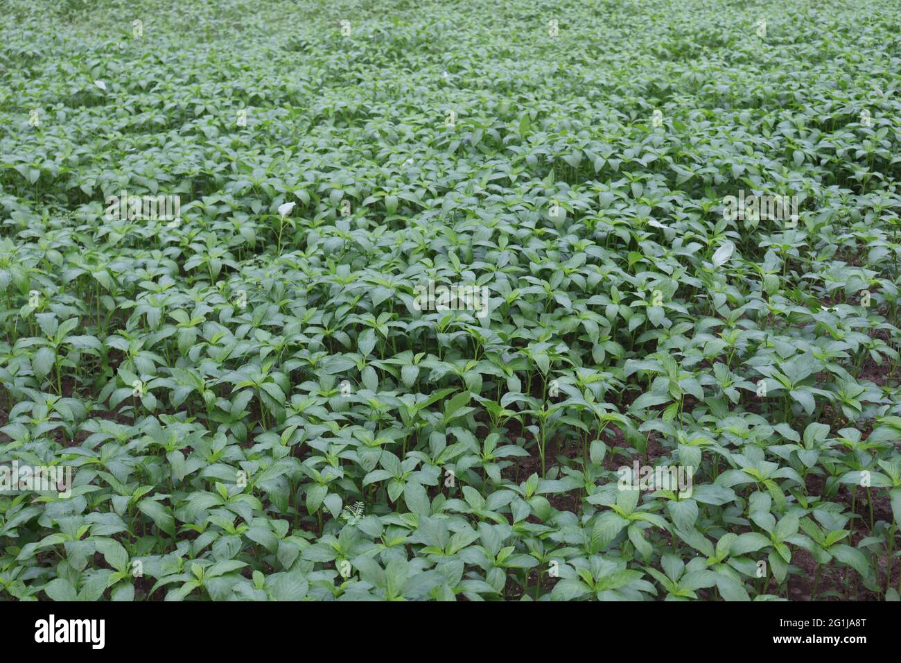 green colored jute farm on field for harvest and sell Stock Photo - Alamy