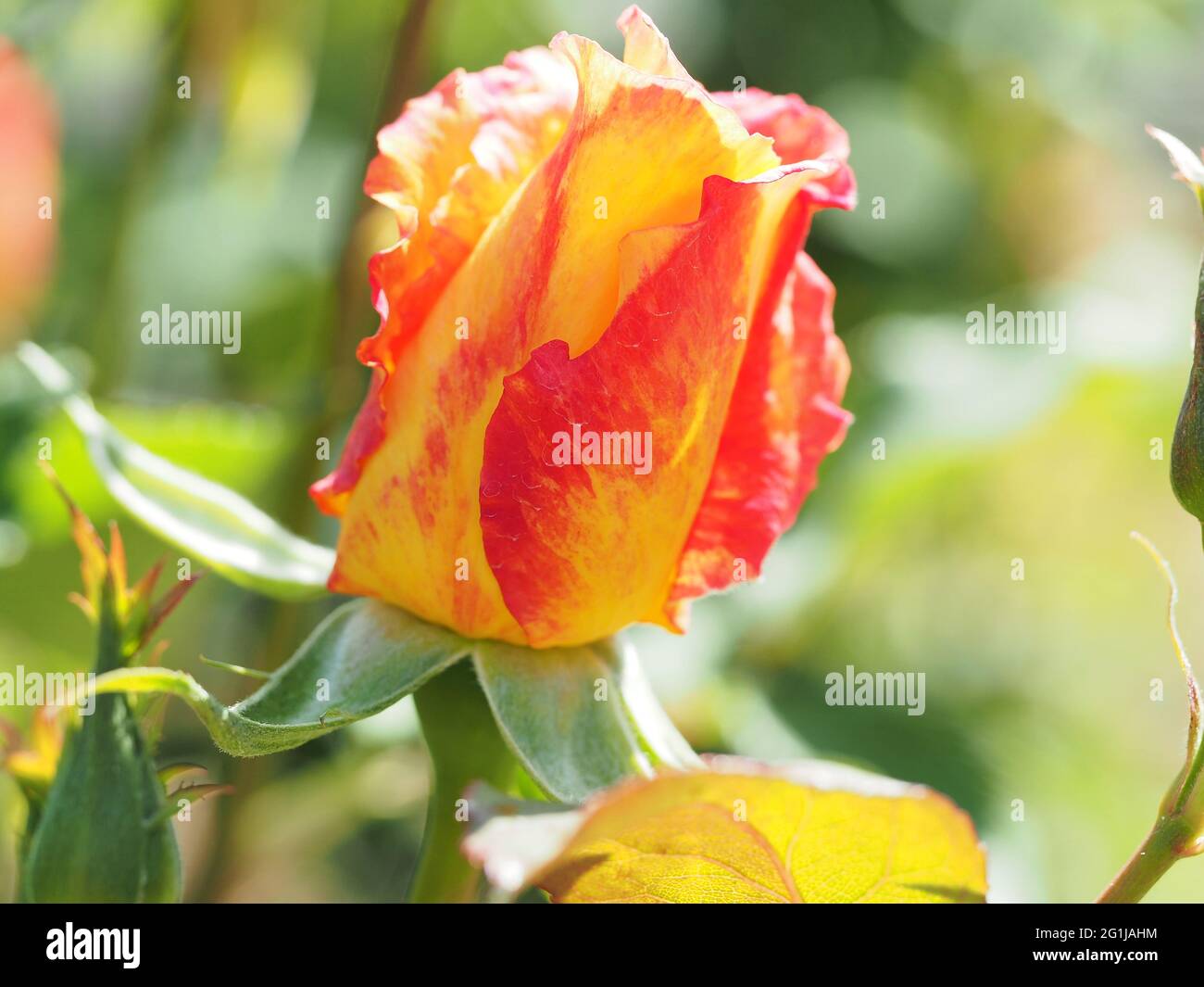 Macro of Red and Yellow Tea Rose not fully open Stock Photo - Alamy