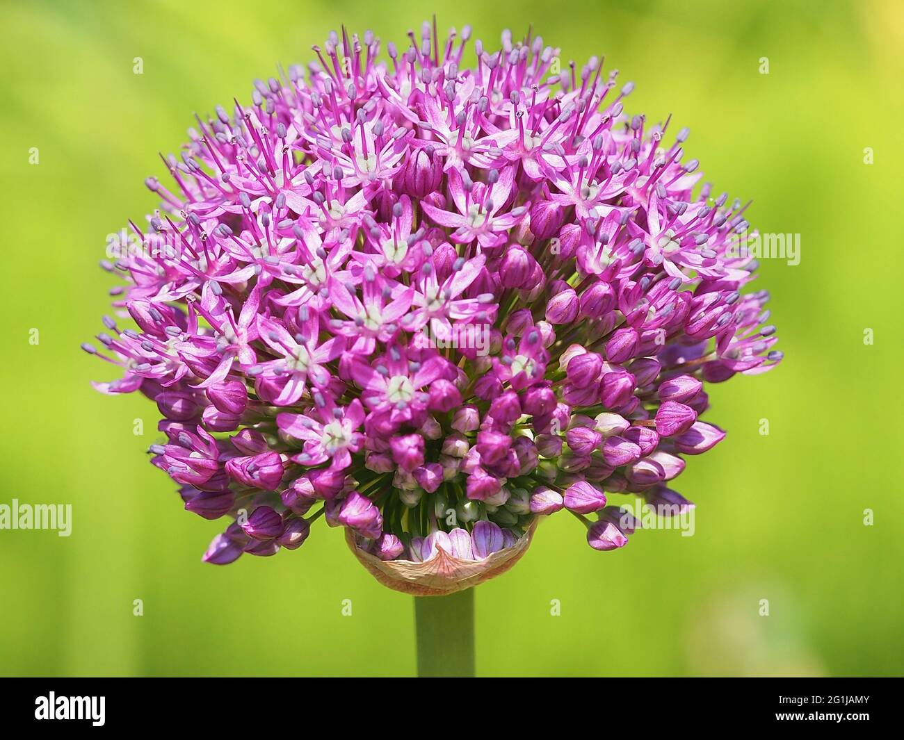 Macro of Chive flower blossom Stock Photo - Alamy