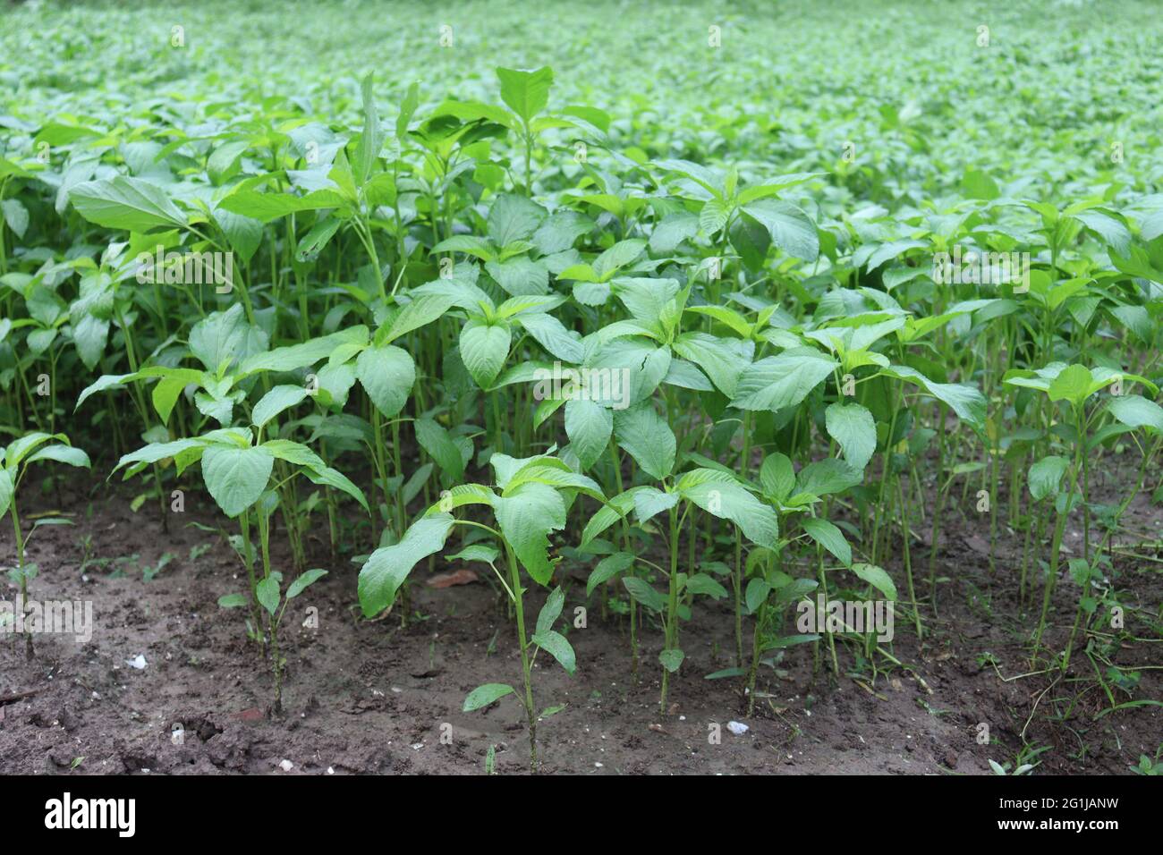 green colored jute farm on field for harvest and sell Stock Photo - Alamy