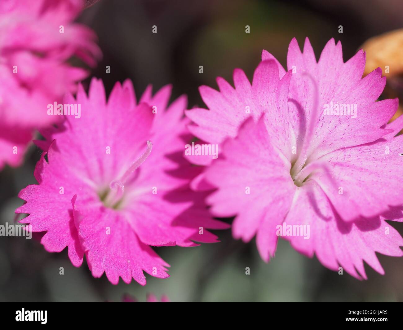 Pink dianthus neon star hi-res stock photography and images - Alamy
