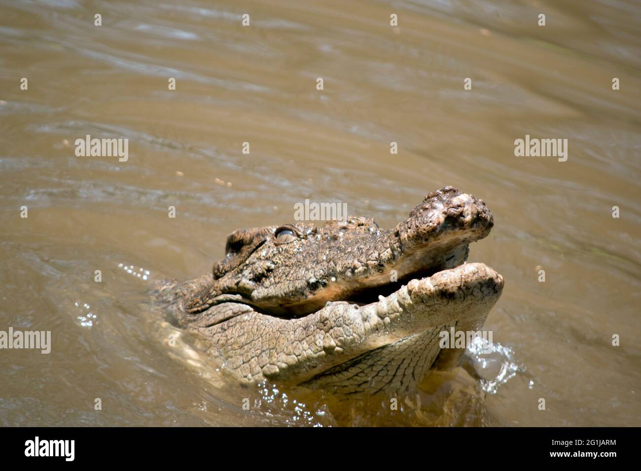 this is a close up of a salt water crocodile Stock Photo - Alamy