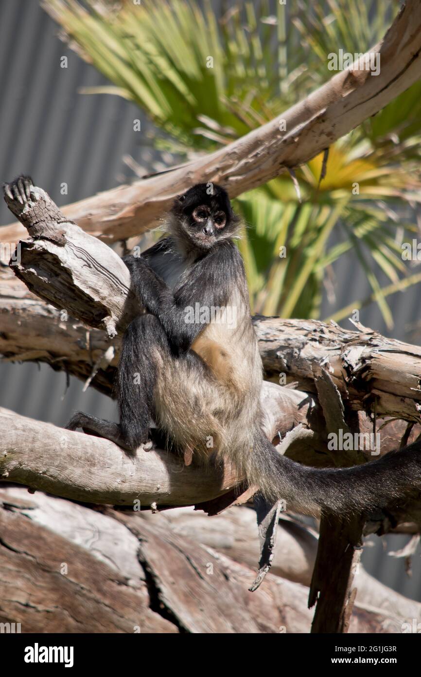 the spider monkey is a grey monkey with rings around his eyes and a ...