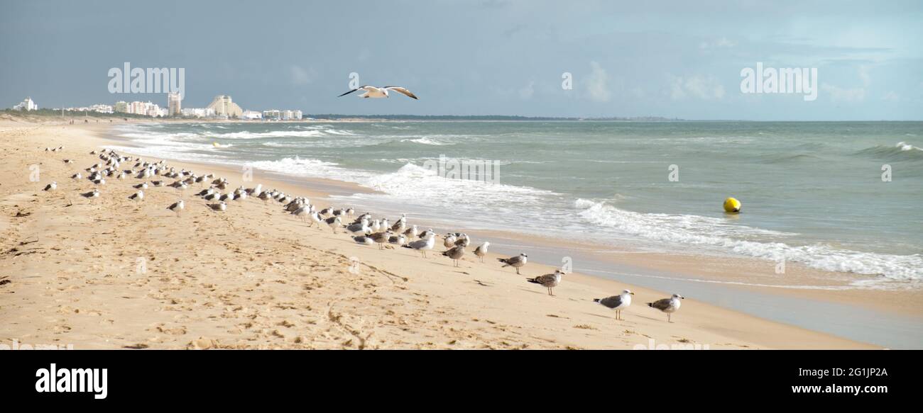 Closeup shot of many seagulls on the ocean beach in Praia da Alagoa in ...