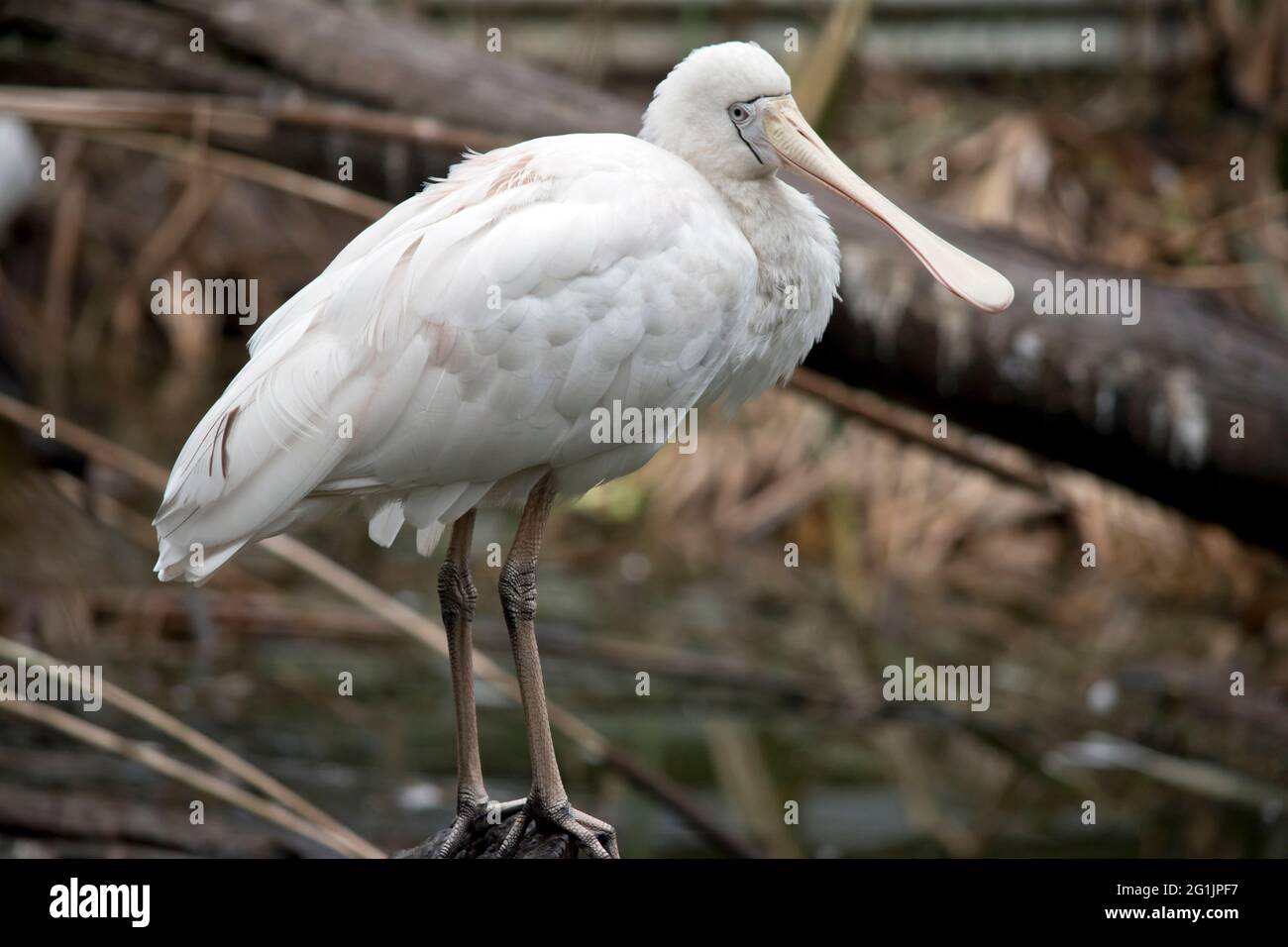 Spoon bill hi-res stock photography and images - Alamy