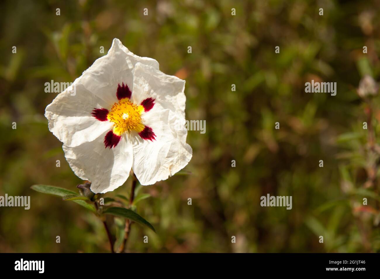 Sunlit Cistus (Lucitanica Decumbens) at The Eden Project Botanical ...
