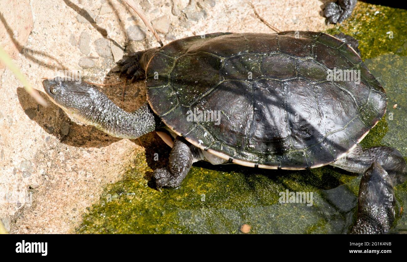 Snapping turtle nose hi-res stock photography and images - Alamy