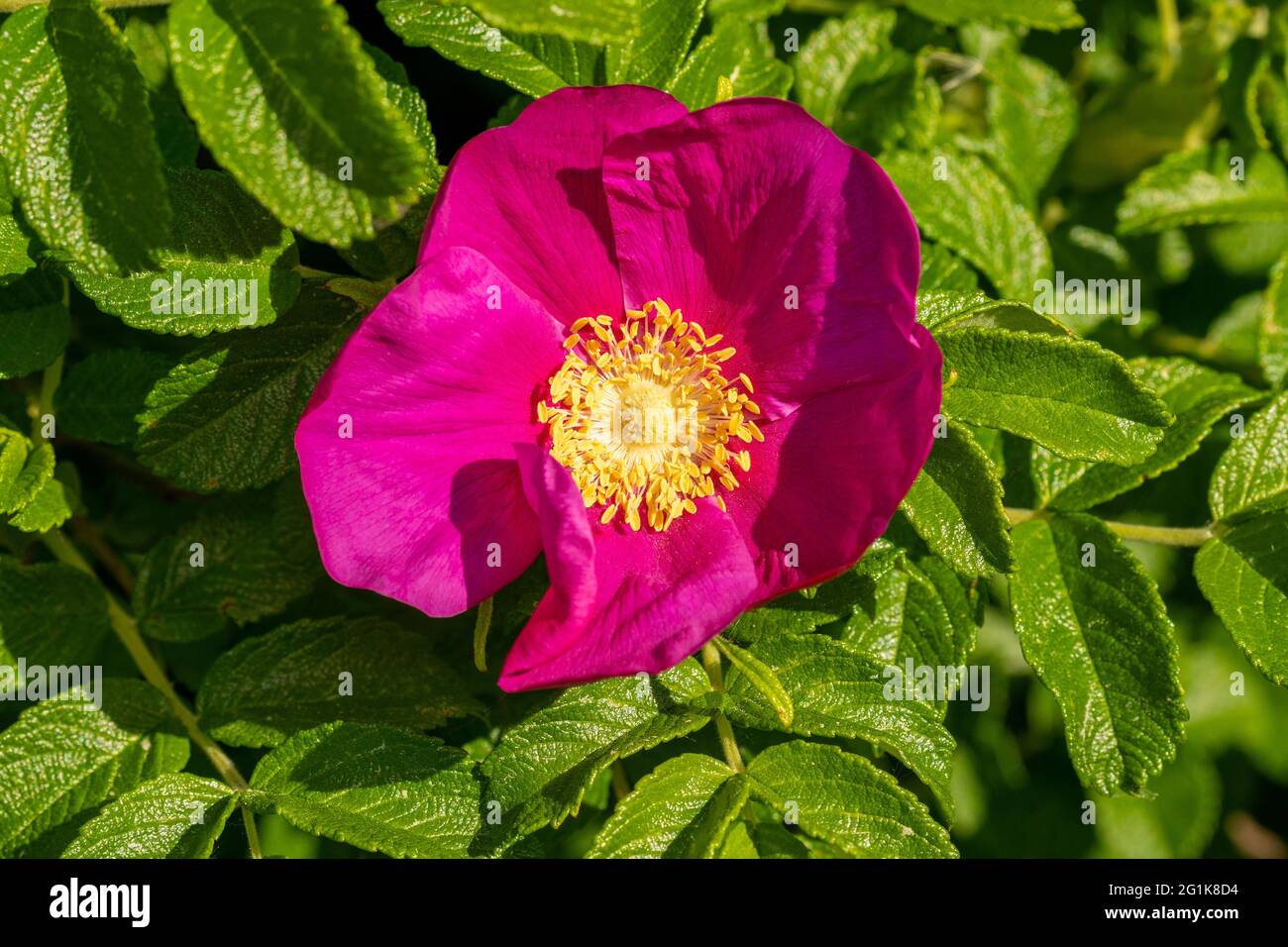 Beautiful spring briar blossom (dog rose or rosehip), it can be used as ...
