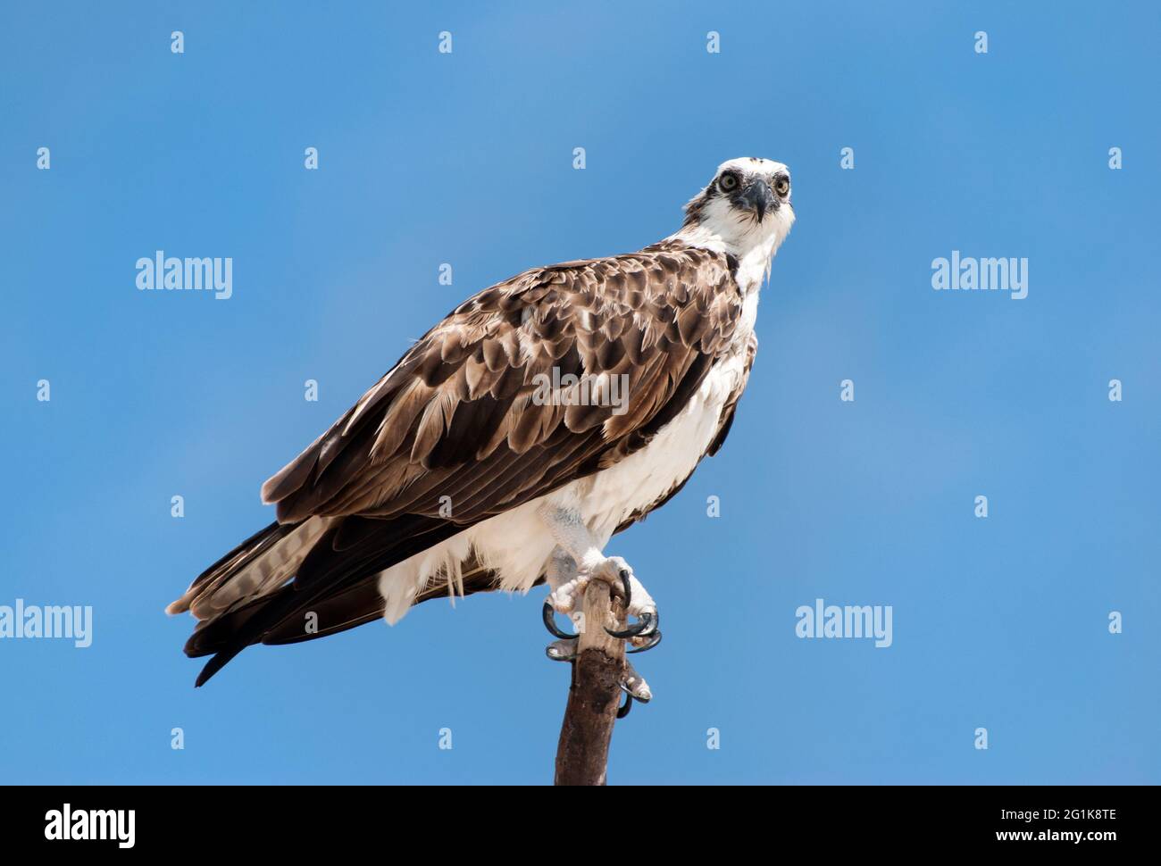 The close view of a bird of prey sitting on a wooden pole on Grand Turk ...