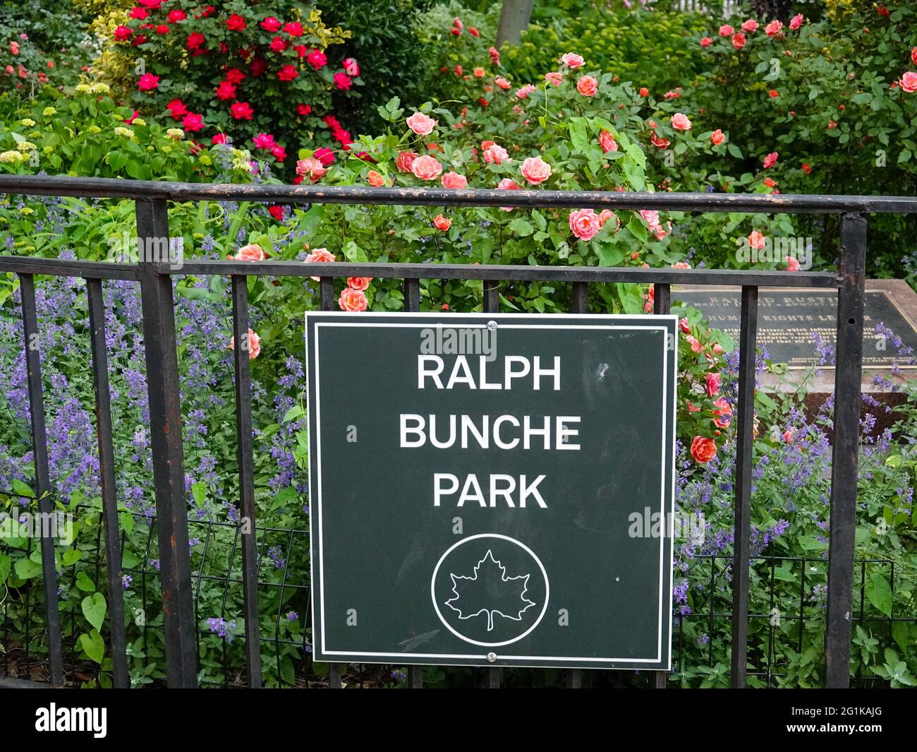 Rose garden at Ralph Bunche Park, NYC’s first peace park, named in ...