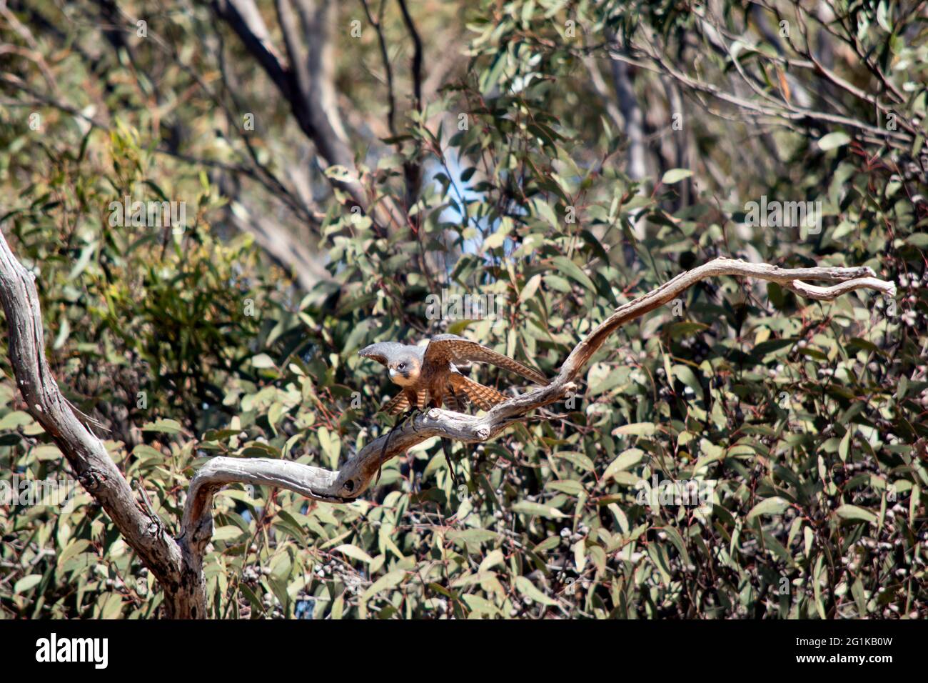Australian hobby falcon hi-res stock photography and images - Alamy