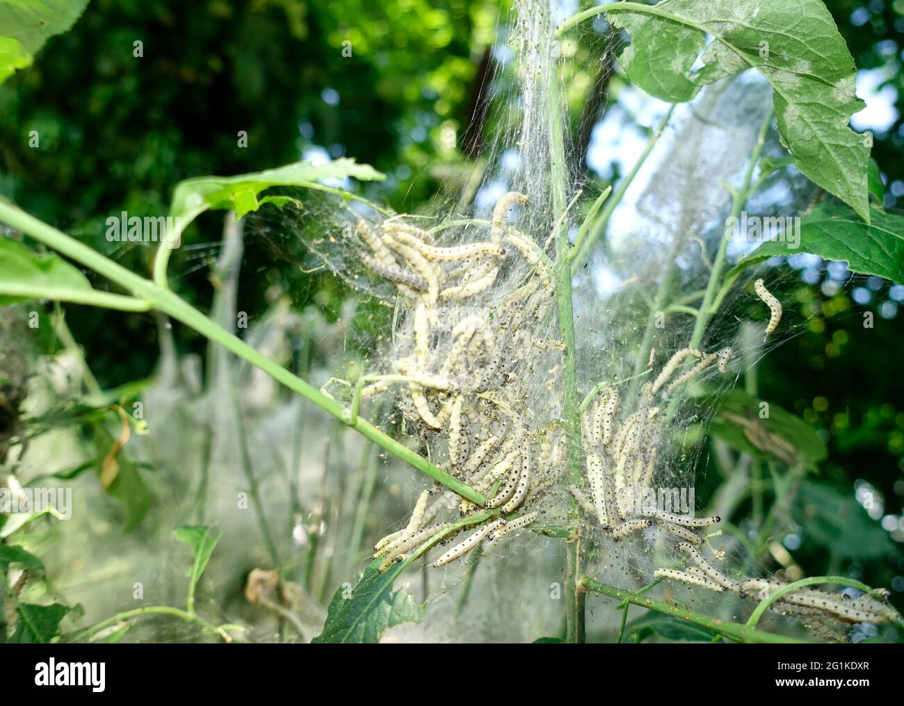 Bird Cherry Ermine Moths High Resolution Stock Photography and Images ...
