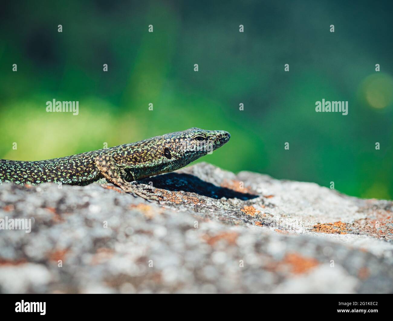 Common garden skink hi-res stock photography and images - Alamy