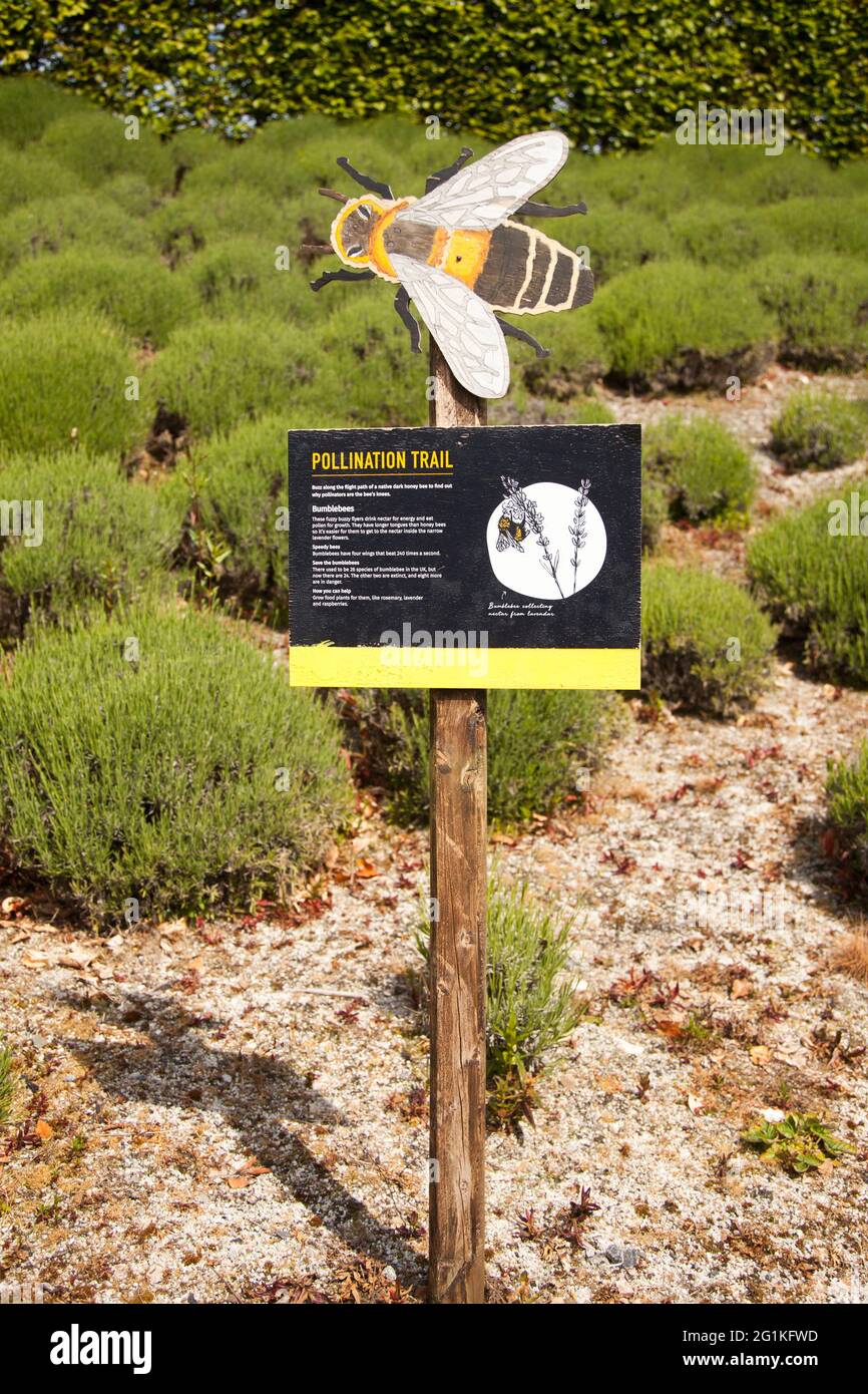 Pollination Trail Lavender 'Lavandular x Intermedia' at The Eden Project Botanical garden in ...