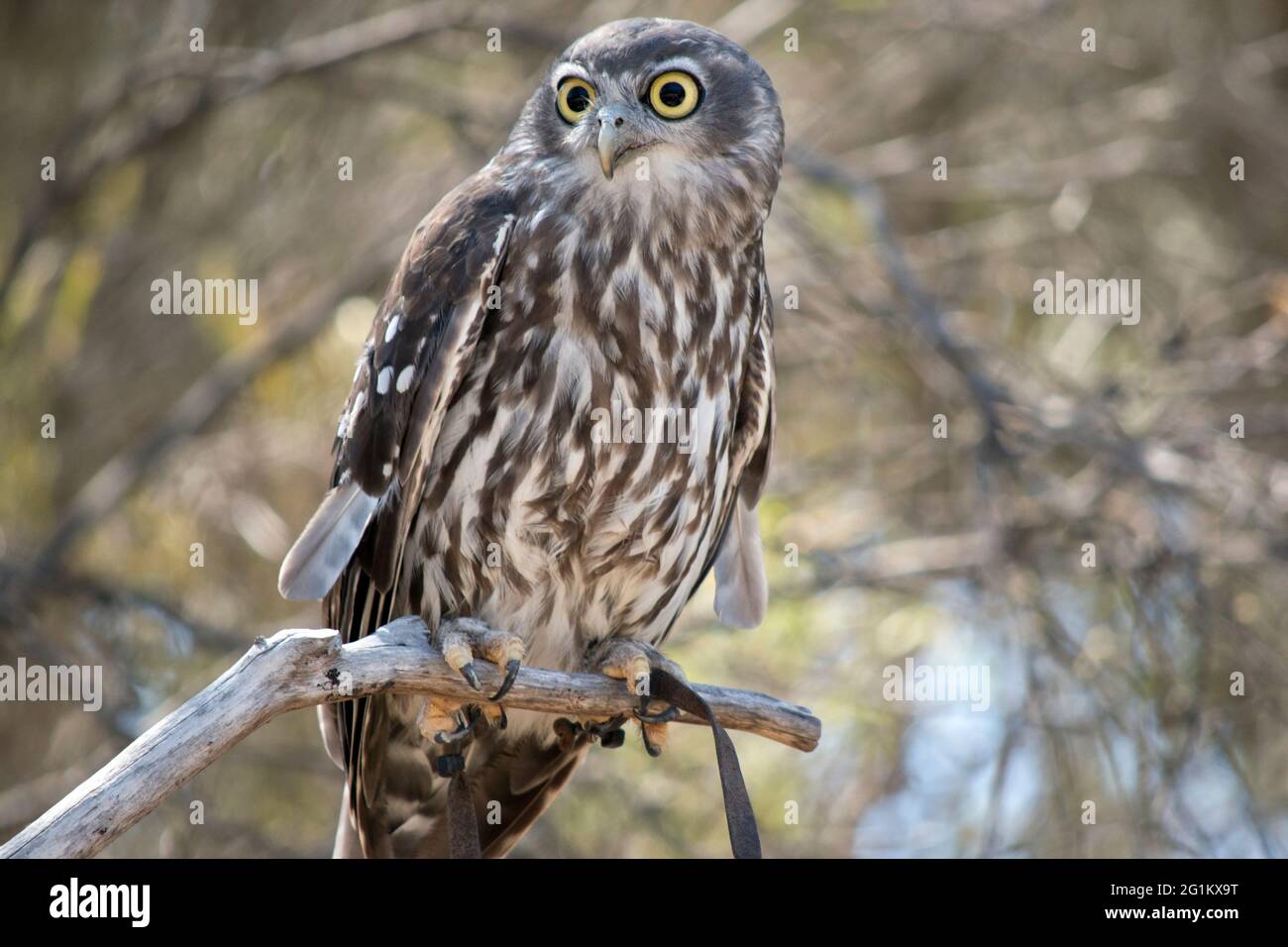 the barking owl is also known as the screaming woman owl. The barking ...