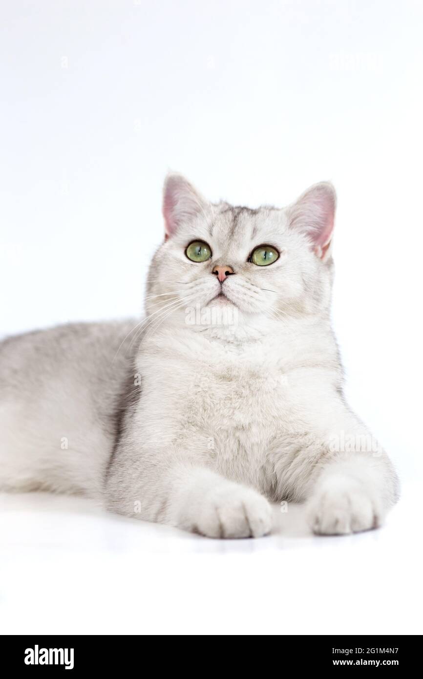 Calm kitten hi-res stock photography and images - Alamy