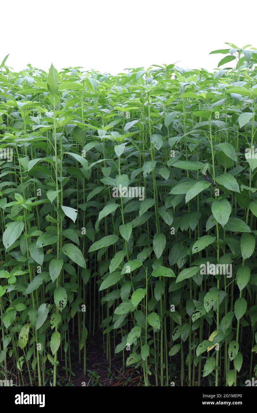 green colored jute farm on field for harvest and sell Stock Photo - Alamy