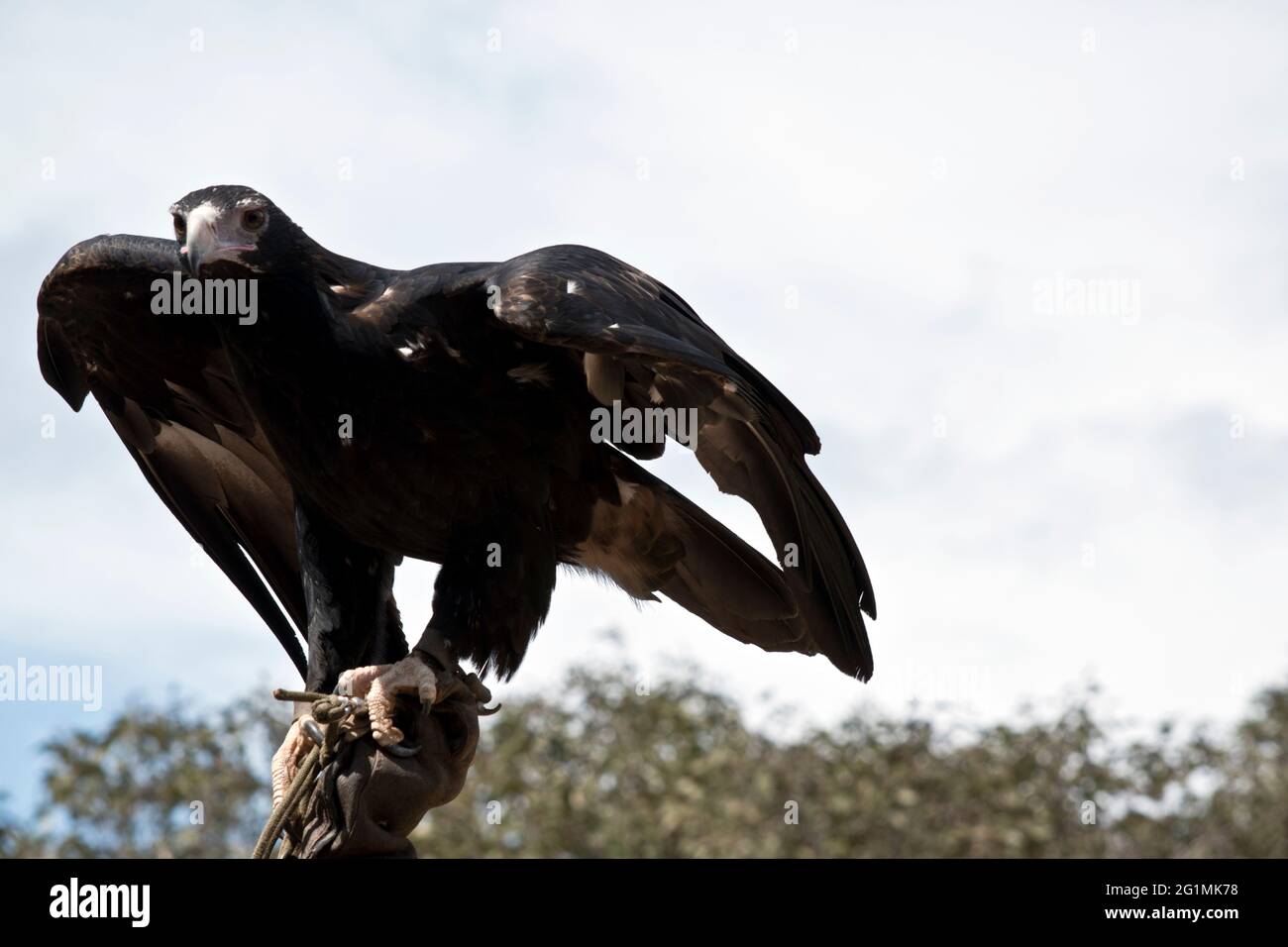 Balancing On The Hand High Resolution Stock Photography and Images - Alamy