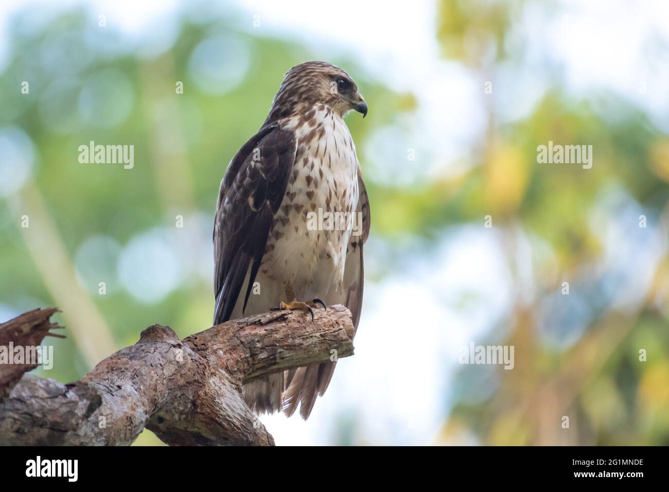 Broad winged hawk hi-res stock photography and images - Alamy
