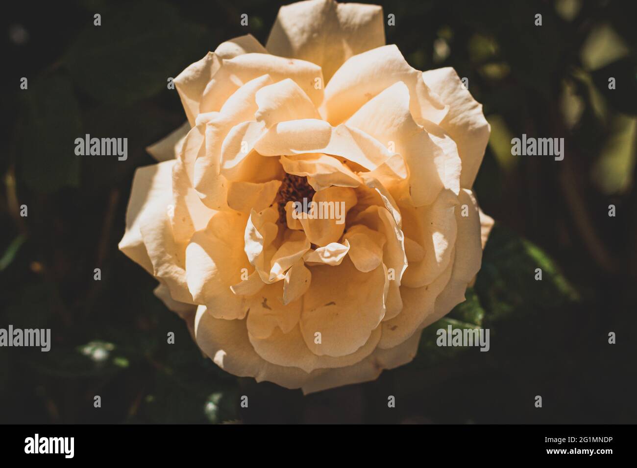 Closeup of the rose in cream color Stock Photo - Alamy