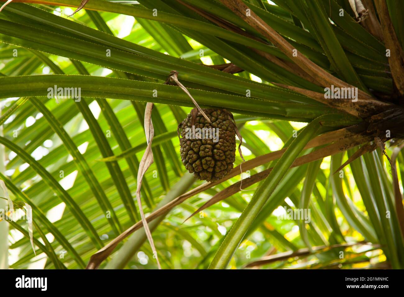 Screwpine fruit hi-res stock photography and images - Alamy