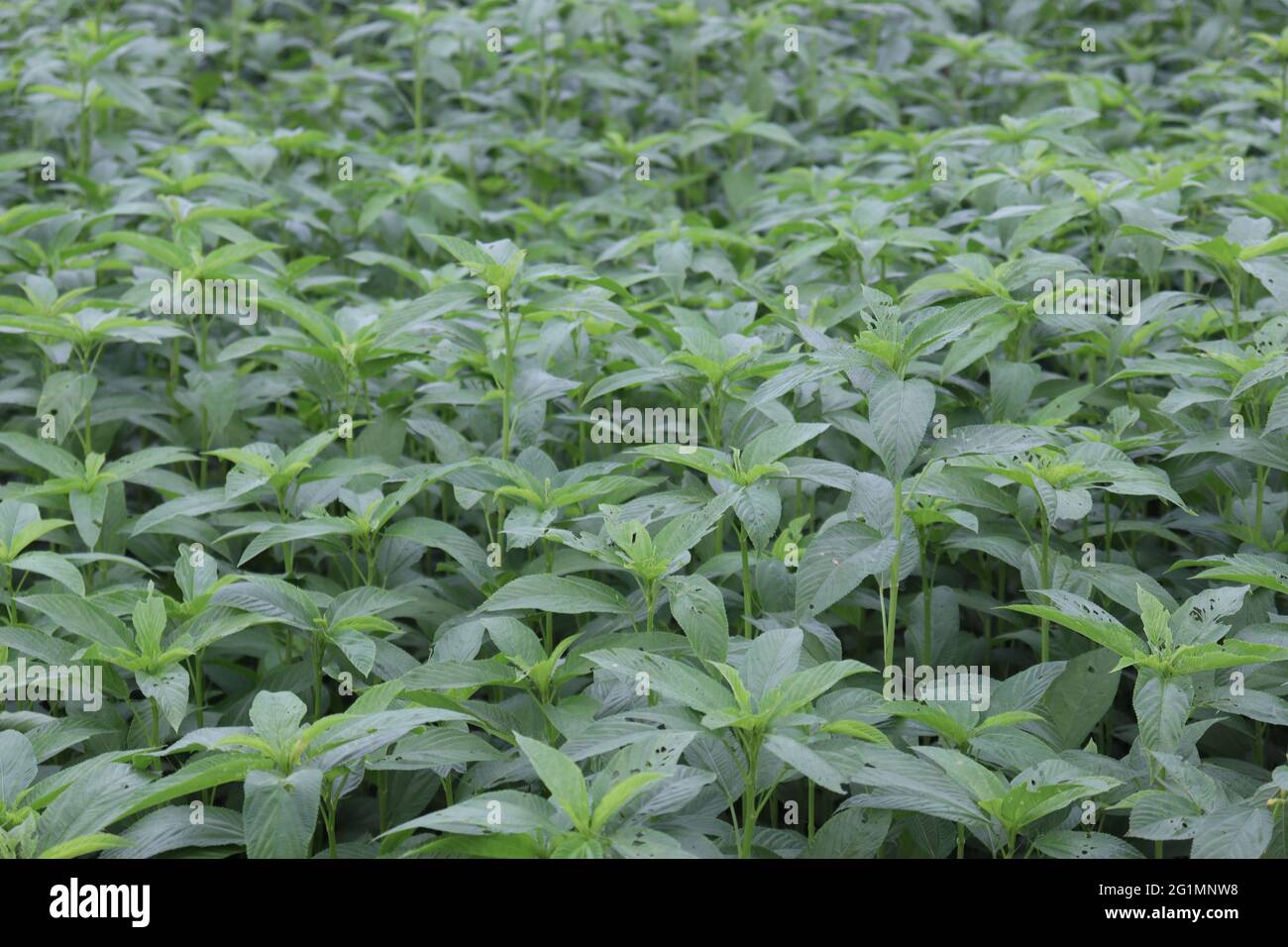 Jute bug hi-res stock photography and images - Alamy