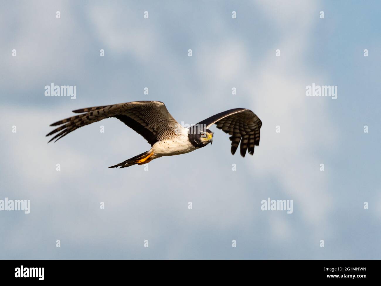 A Long-winged Harrier (Circus buffoni Stock Photo - Alamy