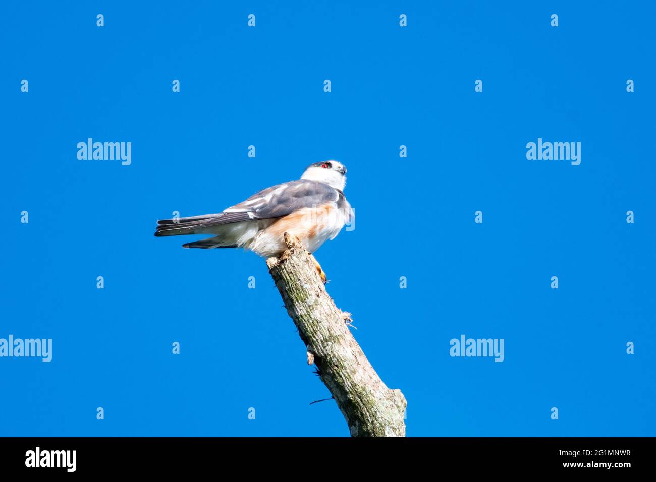 A Pearl Kite (Gampsonyx swainsonii) perching in the sun on a branch ...