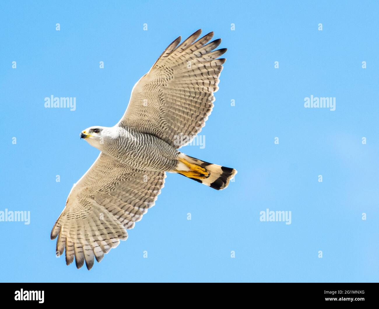 Sunny day bird hi-res stock photography and images - Alamy