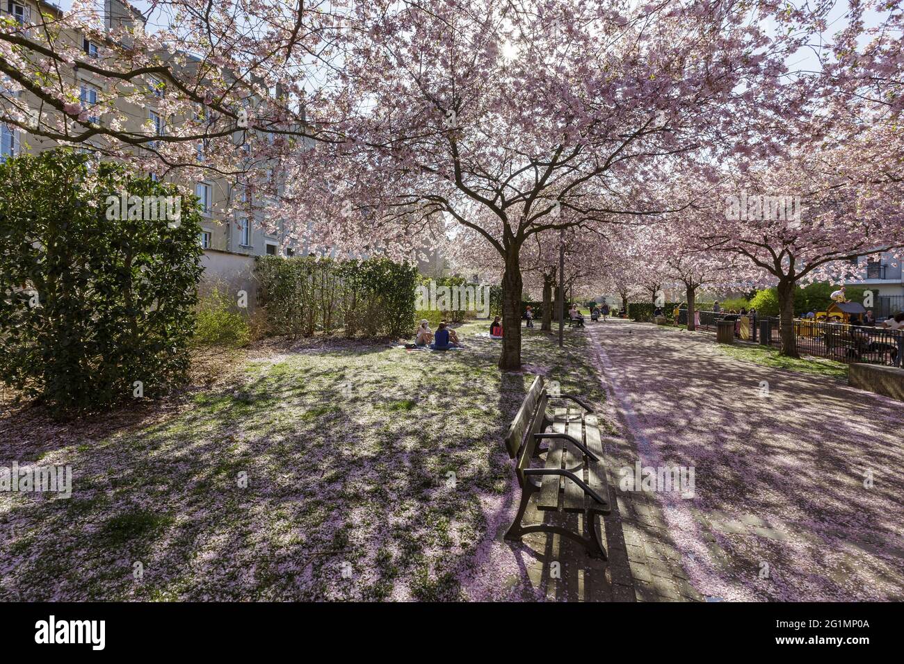 France, Meurthe et Moselle, Nancy, Japan cherry tree in bloom in Paul ...