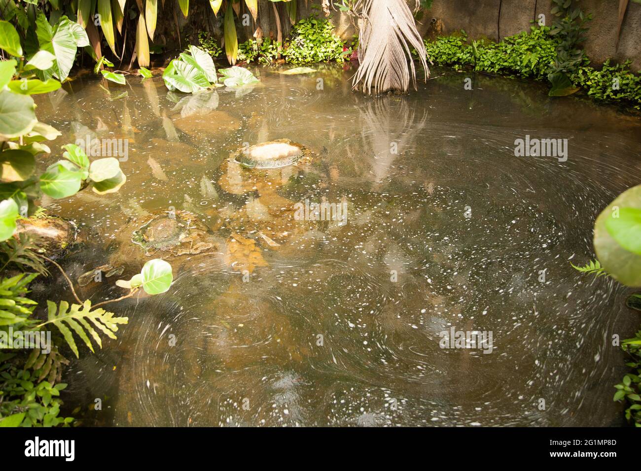 Pond scum froth foam at Eden Project Botanical garden in Bodelva ...