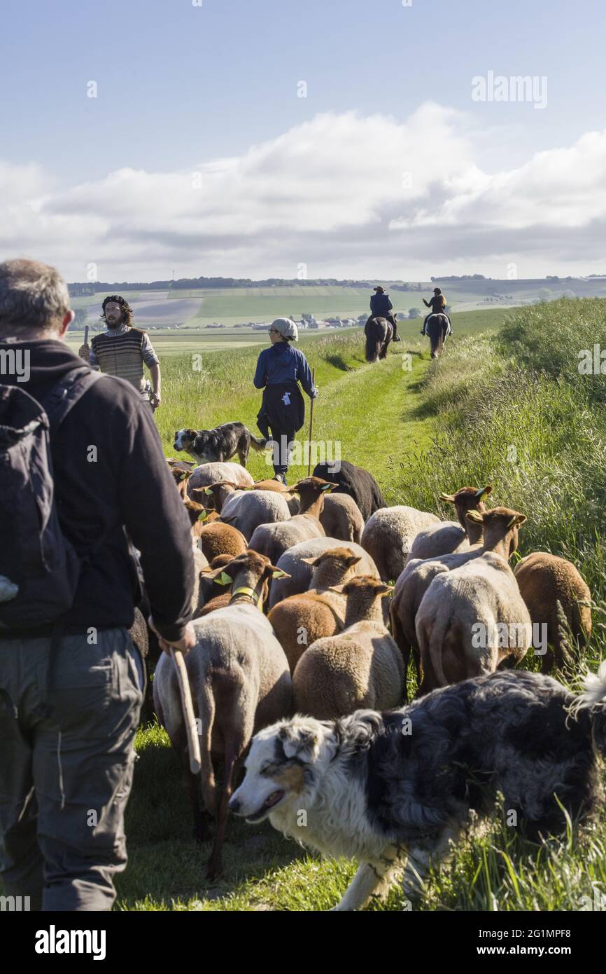 France, Indre et Loire, Verneuil-le-Chateau, transhumance of the sheep ...