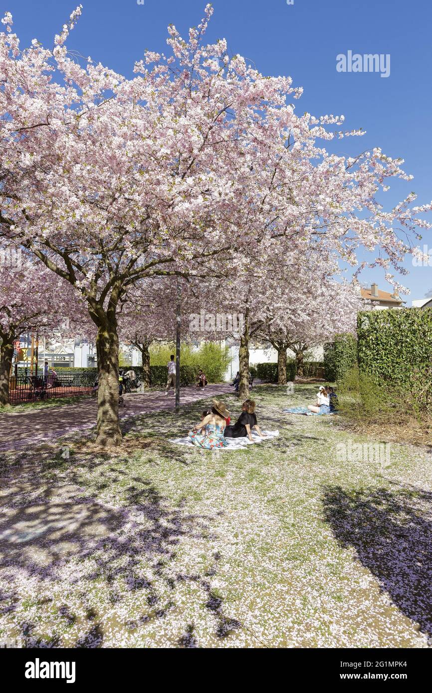 France, Meurthe et Moselle, Nancy, Japan cherry tree in bloom in Paul ...