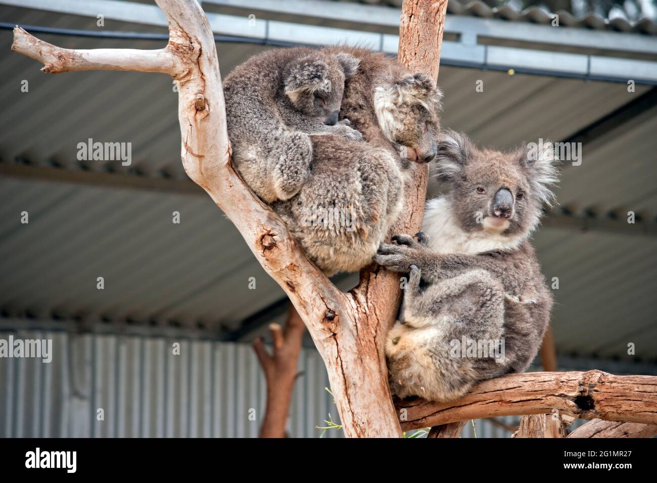 the three koalas are resting in a tree Stock Photo - Alamy