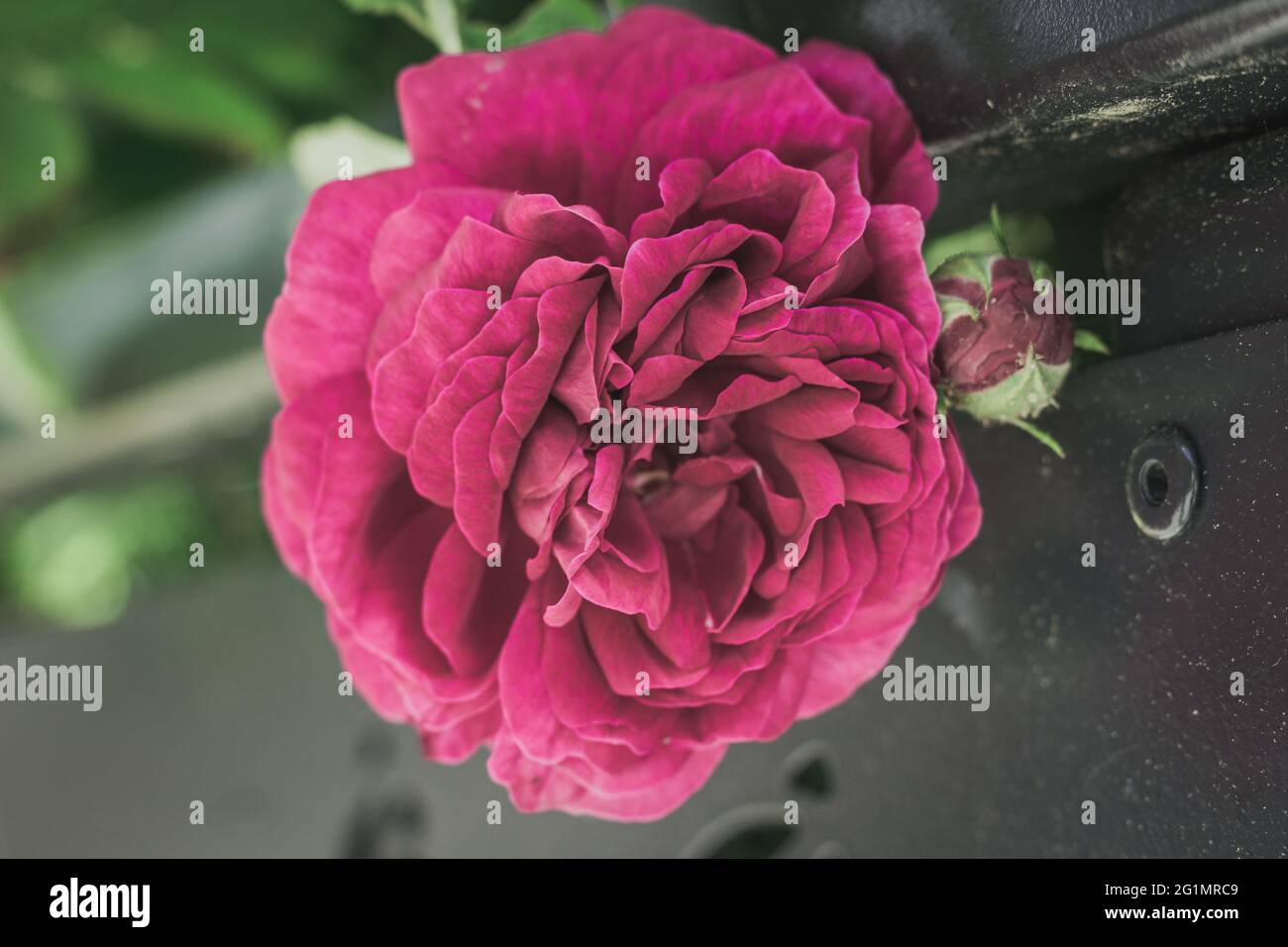 Closeup red rose fence hi-res stock photography and images - Alamy