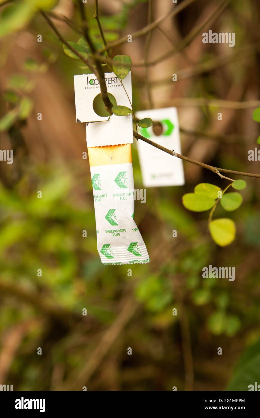 Swirski mite plus hi-res stock photography and images - Alamy