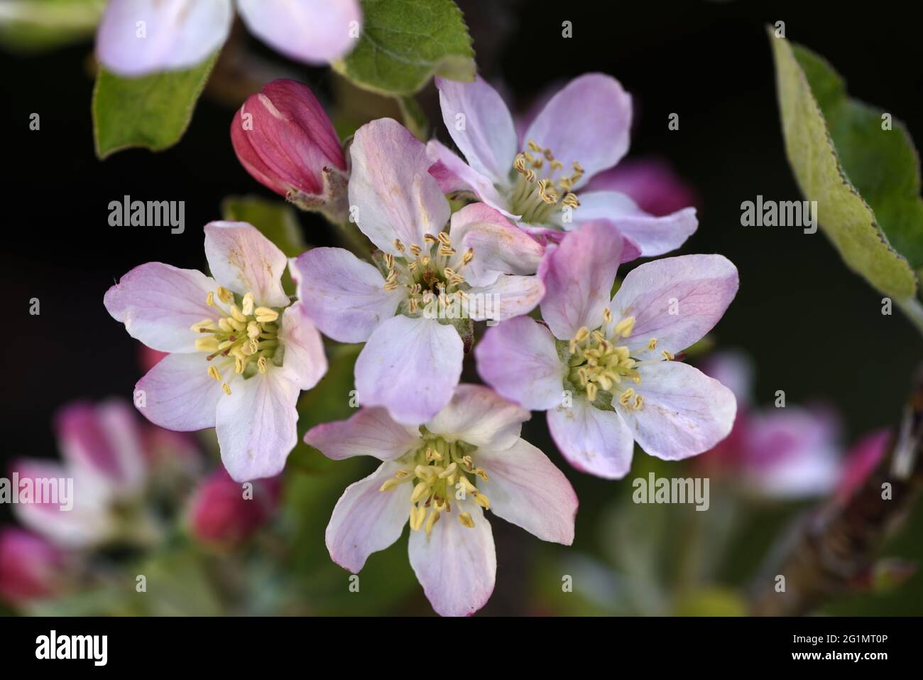 Apple tree flower malus communis hi-res stock photography and images ...