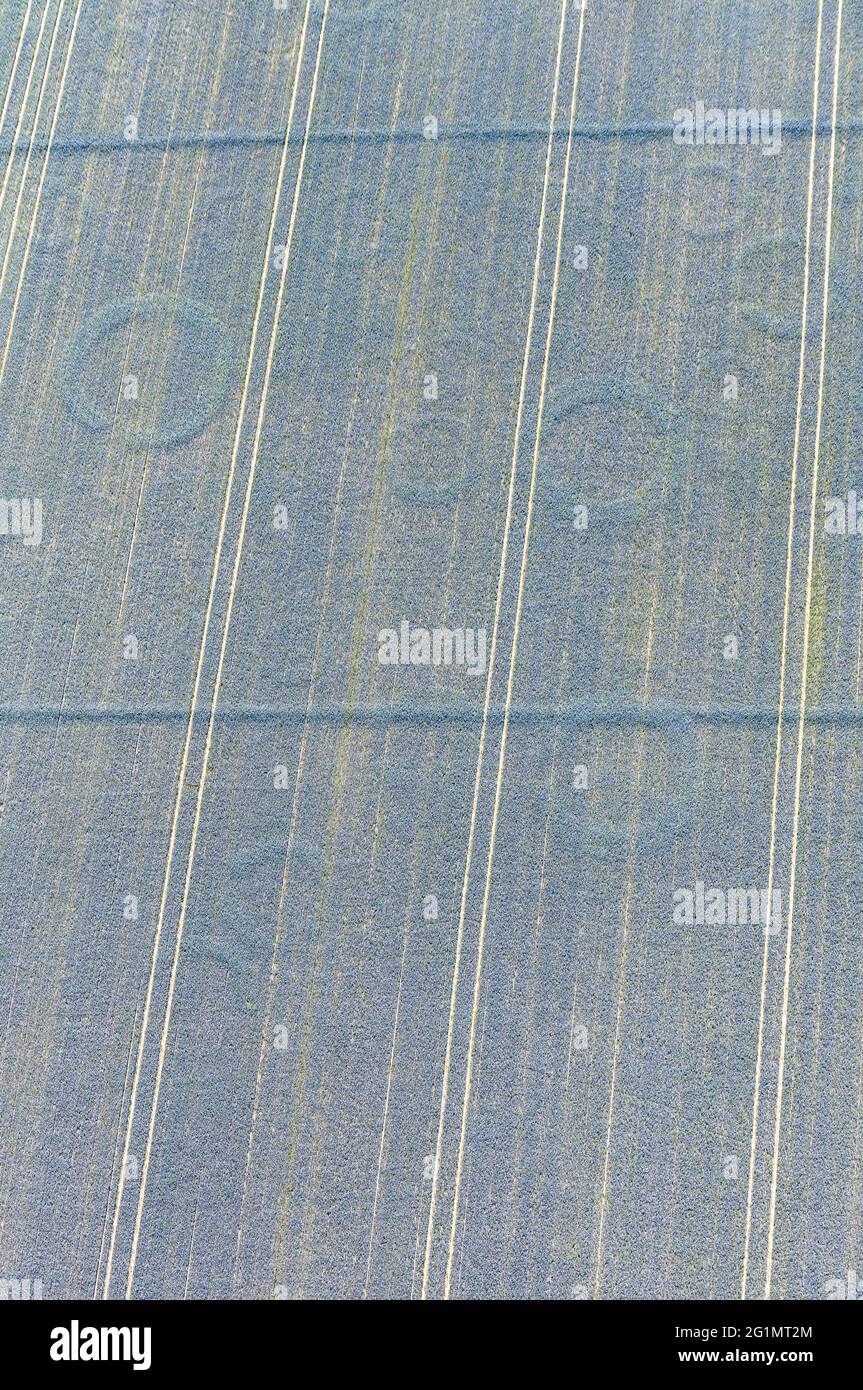 France, Charente Maritime, St Jean de Liversay, fairy circles in a flax ...