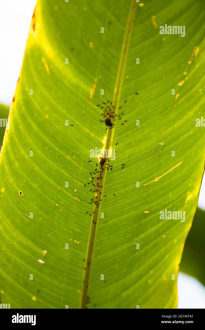 Underside Of Dome High Resolution Stock Photography and Images - Alamy