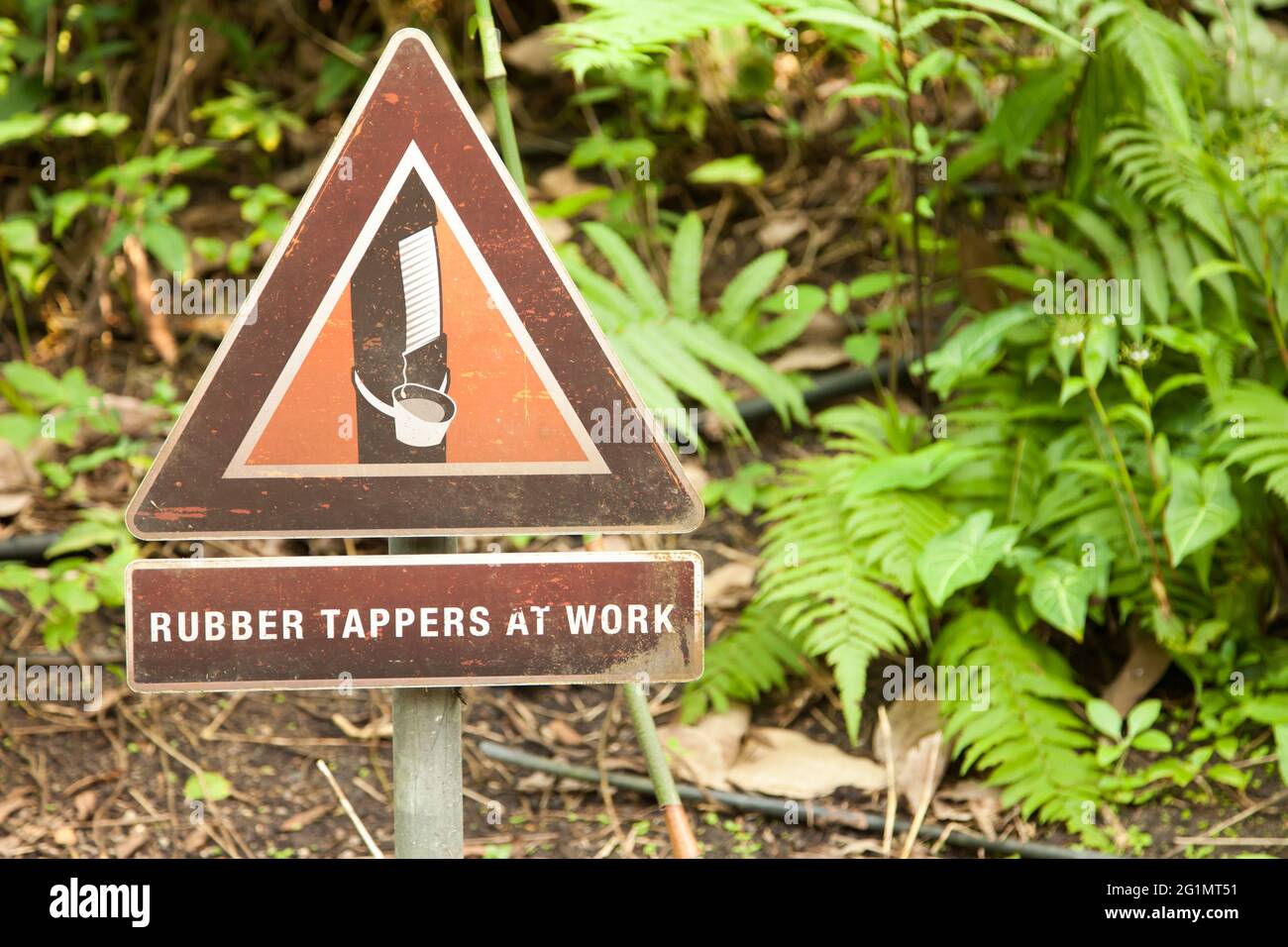 Rubber Tappers at Work sign in jungle, The Eden Project Rainforest ...