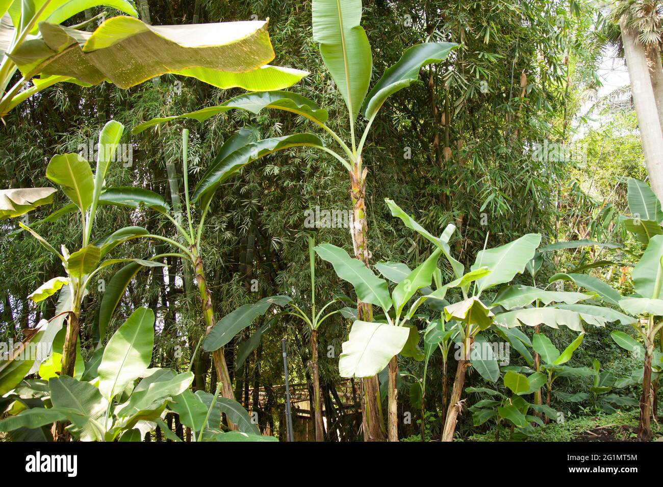 Plants at The Eden Project Rainforest Biome Cornwall UK, May 2021 Stock ...