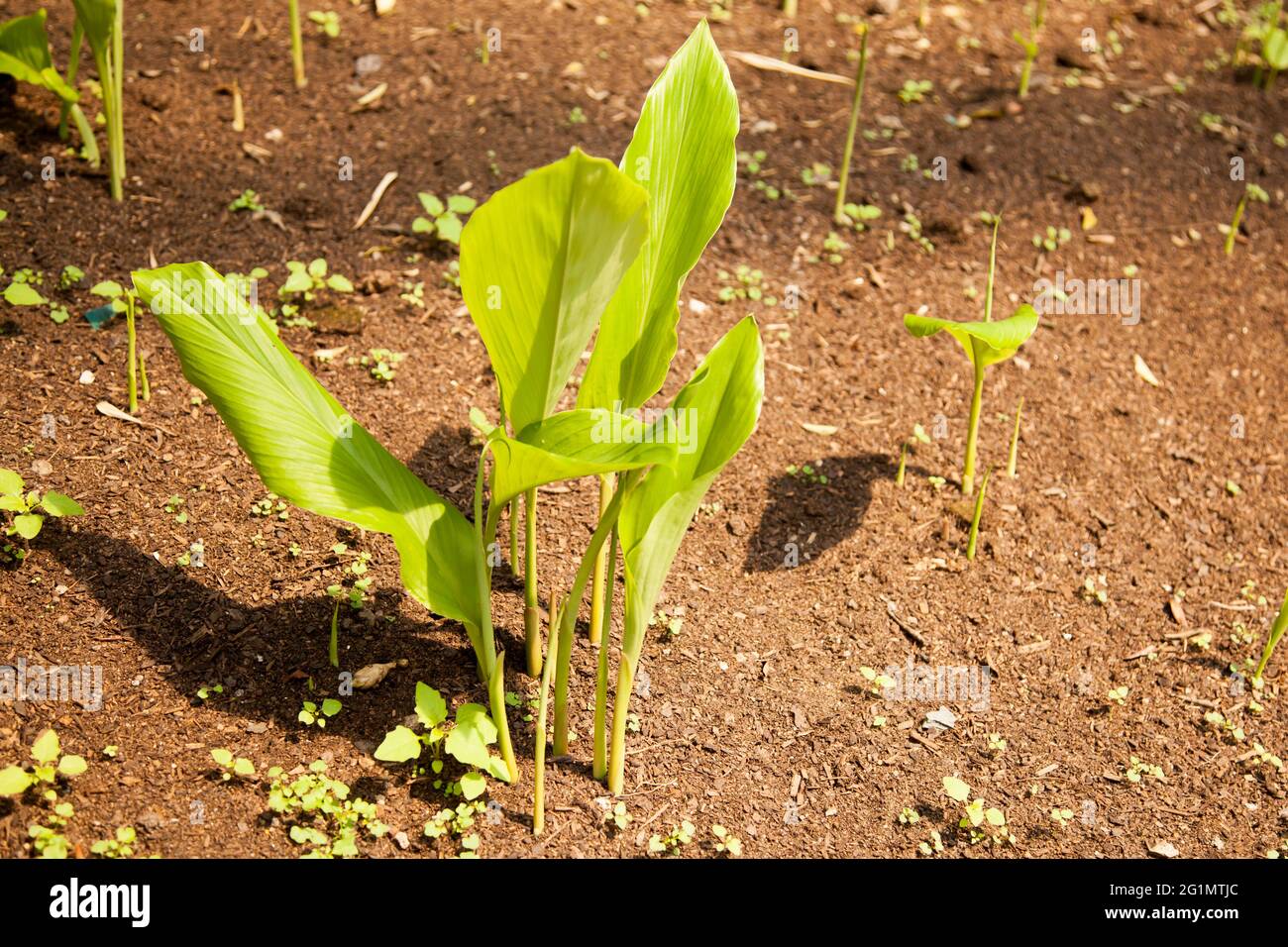 Growing turmeric hi-res stock photography and images - Alamy