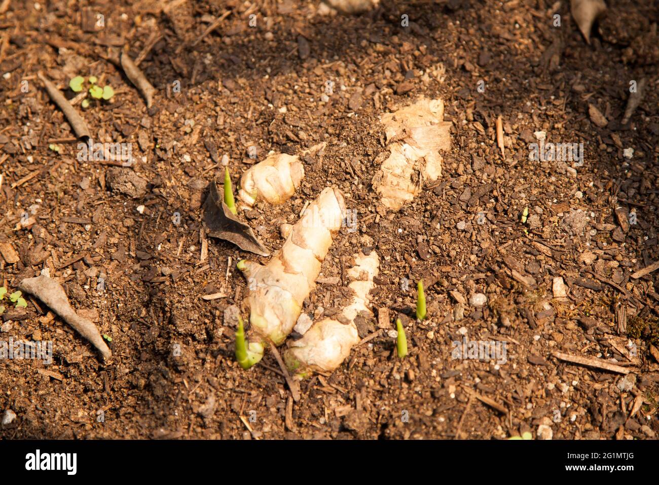 Turmeric 'Curcuma longa' growing wild at The Eden Project Rainforest ...