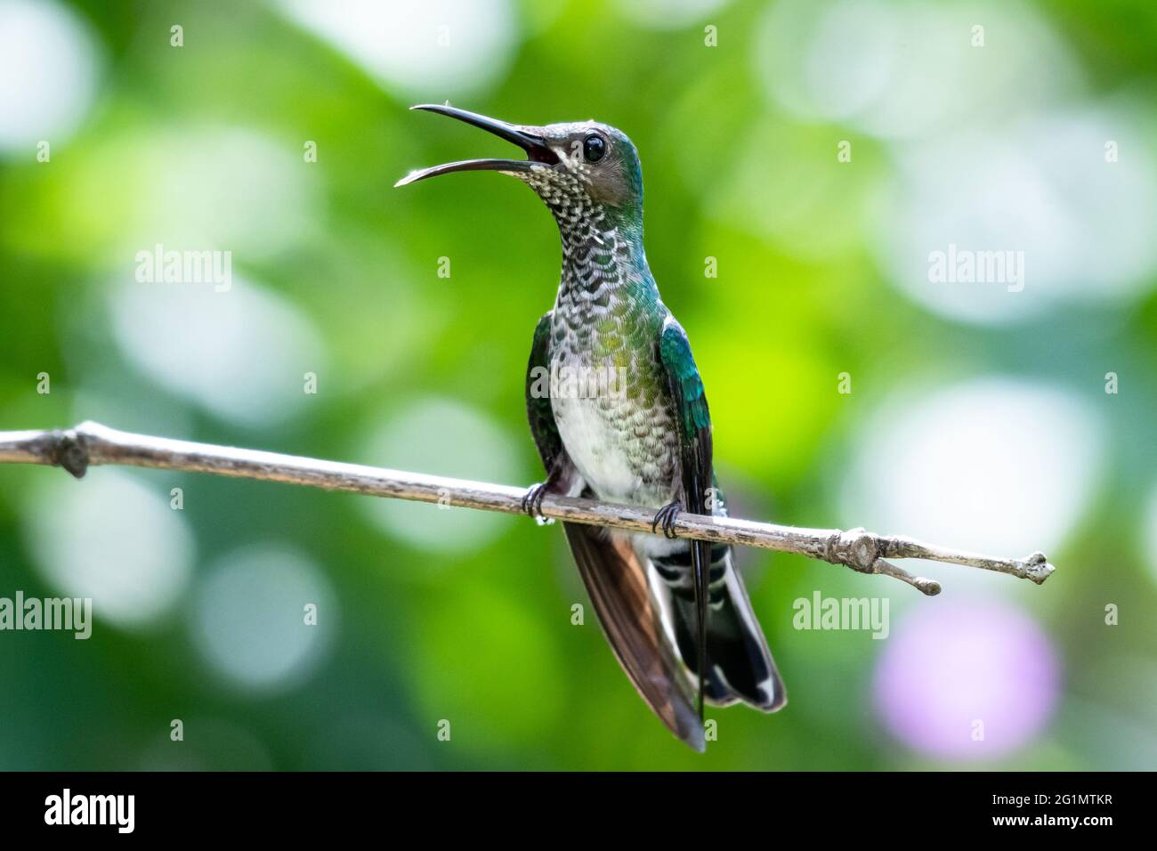 A female White-necked Jacobin hummingbird (Florisuga mellivora) with ...